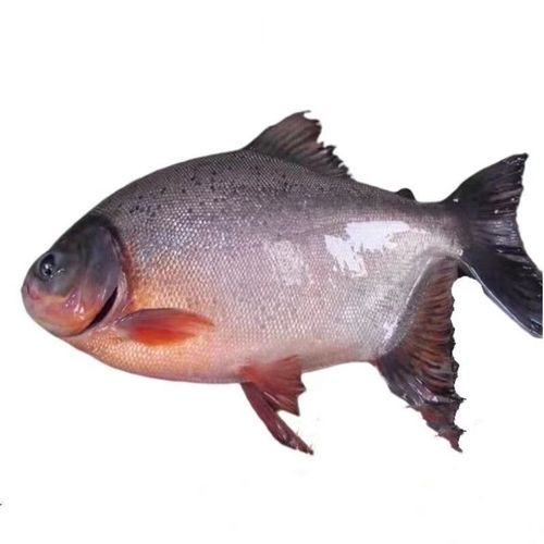 平鱼多少钱一斤_平鱼价格走势-第1张图片-山城妙识 平鱼多少钱一斤_平鱼价格走势-第1张图片-山城妙识