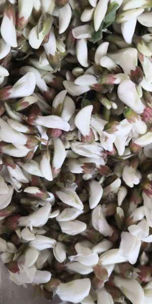 槐花茶怎么制作_槐花茶制作方法-第2张图片-山城妙识 槐花茶怎么制作_槐花茶制作方法-第2张图片-山城妙识