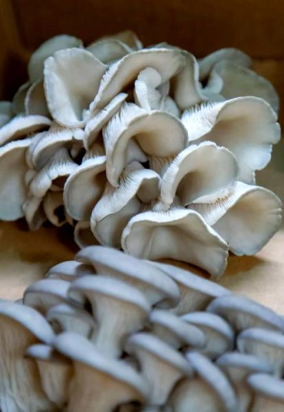 凤尾菇的功效与作用及禁忌_什么人不能吃-第1张图片-山城妙识 凤尾菇的功效与作用及禁忌_什么人不能吃-第1张图片-山城妙识