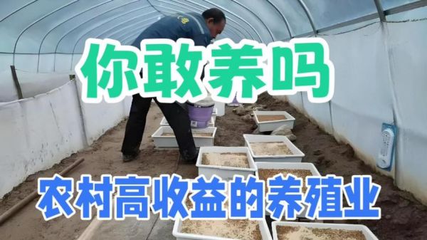 冷门暴利养殖业有哪些_如何快速回本-第2张图片-山城妙识 冷门暴利养殖业有哪些_如何快速回本-第2张图片-山城妙识