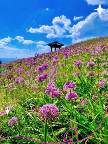 山韭菜花图片_如何识别野生山韭菜花-第3张图片-山城妙识 山韭菜花图片_如何识别野生山韭菜花-第3张图片-山城妙识