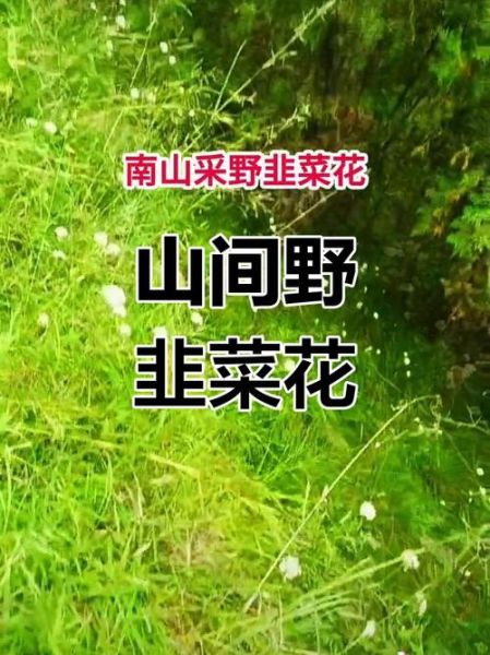 山韭菜花图片_如何识别野生山韭菜花-第2张图片-山城妙识 山韭菜花图片_如何识别野生山韭菜花-第2张图片-山城妙识