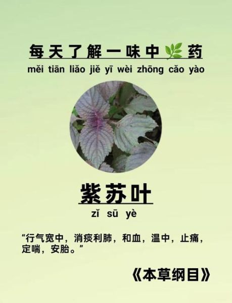 紫苏叶的功效与作用_紫苏叶主治哪些疾病-第1张图片-山城妙识 紫苏叶的功效与作用_紫苏叶主治哪些疾病-第1张图片-山城妙识