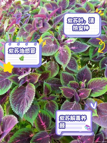 紫苏叶的功效与作用_紫苏叶主治哪些疾病-第2张图片-山城妙识 紫苏叶的功效与作用_紫苏叶主治哪些疾病-第2张图片-山城妙识