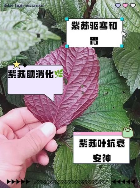 紫苏叶的功效与作用_紫苏叶主治哪些疾病-第3张图片-山城妙识 紫苏叶的功效与作用_紫苏叶主治哪些疾病-第3张图片-山城妙识