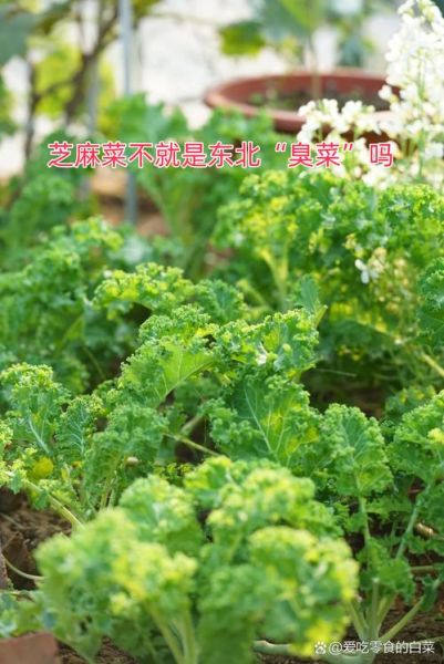 芝麻菜长什么样_芝麻菜和臭菜区别-第1张图片-山城妙识