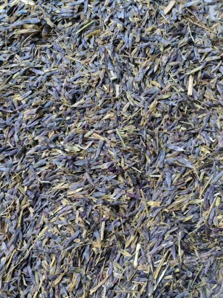 板蓝根种植技术_板蓝根适合什么土壤-第2张图片-山城妙识 板蓝根种植技术_板蓝根适合什么土壤-第2张图片-山城妙识