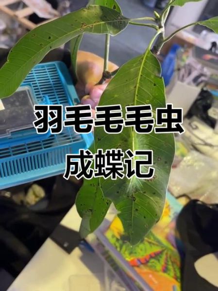 毛毛虫变蝴蝶的过程_毛毛虫变蝴蝶要多久-第1张图片-山城妙识 毛毛虫变蝴蝶的过程_毛毛虫变蝴蝶要多久-第1张图片-山城妙识