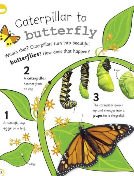 毛毛虫变蝴蝶的过程_毛毛虫变蝴蝶要多久-第2张图片-山城妙识 毛毛虫变蝴蝶的过程_毛毛虫变蝴蝶要多久-第2张图片-山城妙识