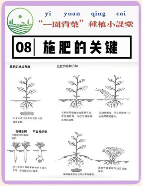 蔬菜种植技术大全_如何科学轮作与施肥-第1张图片-山城妙识 蔬菜种植技术大全_如何科学轮作与施肥-第1张图片-山城妙识