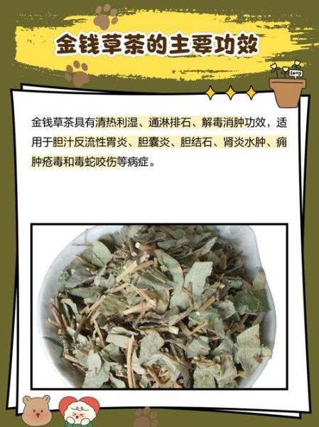 肾结石最怕一味中药_金钱草怎么用-第1张图片-山城妙识