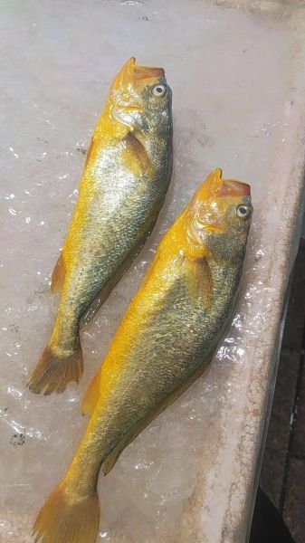 黄瓜鱼和黄花鱼的区别_哪个更好吃-第2张图片-山城妙识 黄瓜鱼和黄花鱼的区别_哪个更好吃-第2张图片-山城妙识