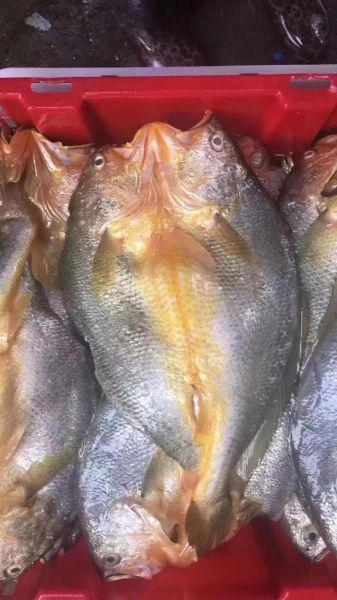 黄瓜鱼和黄花鱼的区别_哪个更好吃-第1张图片-山城妙识 黄瓜鱼和黄花鱼的区别_哪个更好吃-第1张图片-山城妙识