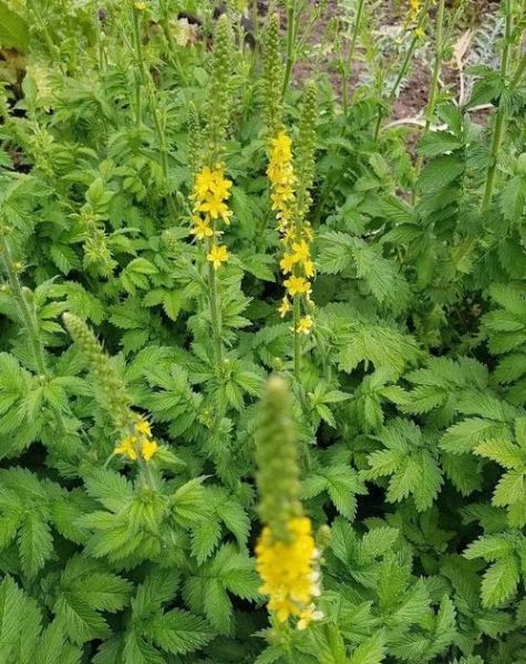 仙鹤草的功效与作用_仙鹤草有什么副作用-第1张图片-山城妙识 仙鹤草的功效与作用_仙鹤草有什么副作用-第1张图片-山城妙识