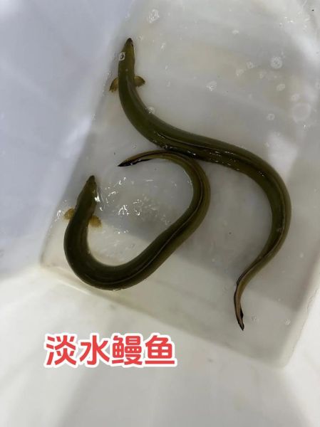 淡水鳗鱼如何繁殖_人工繁殖技术难点-第1张图片-山城妙识