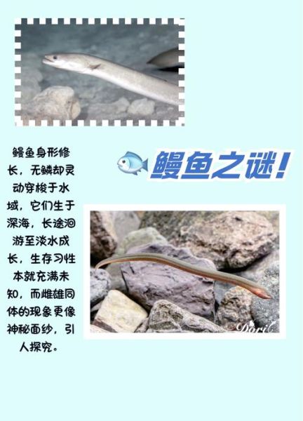 淡水鳗鱼如何繁殖_人工繁殖技术难点-第3张图片-山城妙识