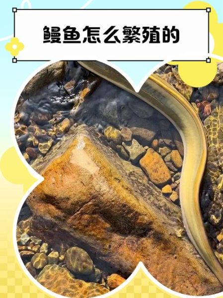 淡水鳗鱼如何繁殖_人工繁殖技术难点-第2张图片-山城妙识