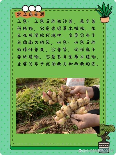 三奈香料的作用_三奈香料在卤水中的功效-第2张图片-山城妙识 三奈香料的作用_三奈香料在卤水中的功效-第2张图片-山城妙识