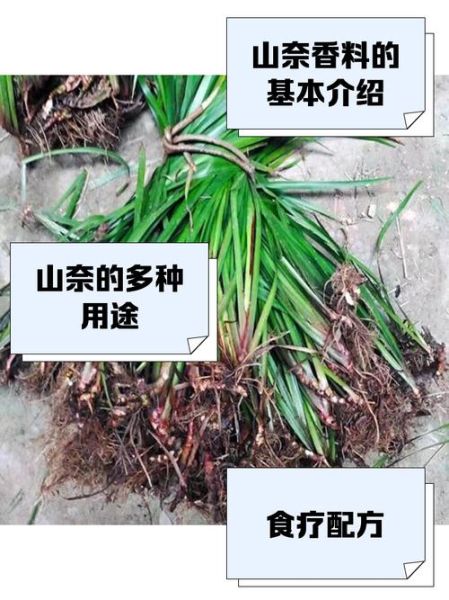 三奈香料的作用_三奈香料在卤水中的功效-第1张图片-山城妙识 三奈香料的作用_三奈香料在卤水中的功效-第1张图片-山城妙识