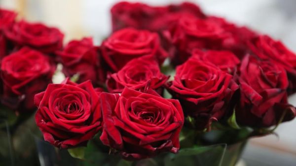 玫瑰花图片大全_真实高清图库在哪找-第2张图片-山城妙识 玫瑰花图片大全_真实高清图库在哪找-第2张图片-山城妙识