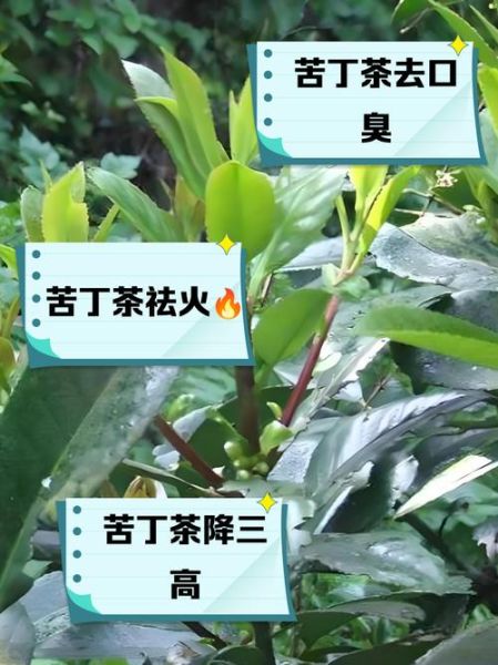 苦丁茶泡水喝的功效与作用_苦丁茶怎么喝才正确-第1张图片-山城妙识 苦丁茶泡水喝的功效与作用_苦丁茶怎么喝才正确-第1张图片-山城妙识