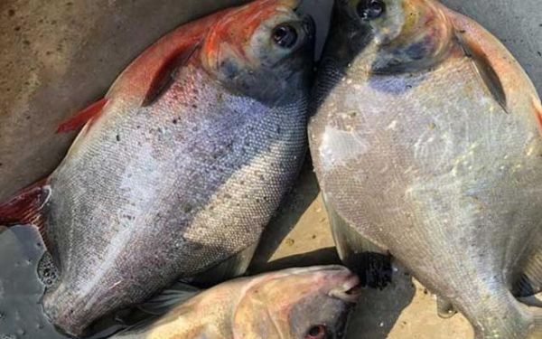 淡水红鲳鱼能吃吗_淡水红鲳鱼对人体有害吗-第3张图片-山城妙识 淡水红鲳鱼能吃吗_淡水红鲳鱼对人体有害吗-第3张图片-山城妙识