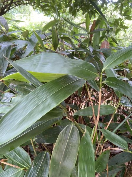 粽叶是什么叶子_粽叶图片大全-第3张图片-山城妙识 粽叶是什么叶子_粽叶图片大全-第3张图片-山城妙识