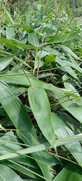 粽叶是什么叶子_粽叶图片大全-第2张图片-山城妙识 粽叶是什么叶子_粽叶图片大全-第2张图片-山城妙识