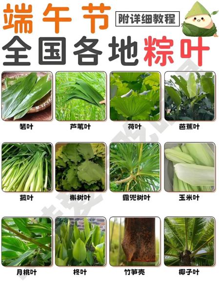粽叶是什么叶子_粽叶图片大全-第1张图片-山城妙识 粽叶是什么叶子_粽叶图片大全-第1张图片-山城妙识