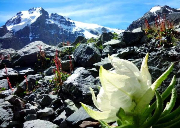 雪莲花怎么加工_雪莲花加工方法有哪些-第3张图片-山城妙识 雪莲花怎么加工_雪莲花加工方法有哪些-第3张图片-山城妙识