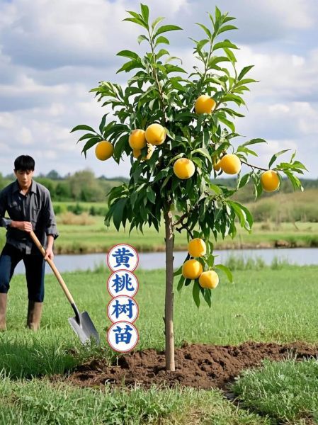 黄桃种植基地选址条件_黄桃种植技术与管理-第1张图片-山城妙识 黄桃种植基地选址条件_黄桃种植技术与管理-第1张图片-山城妙识