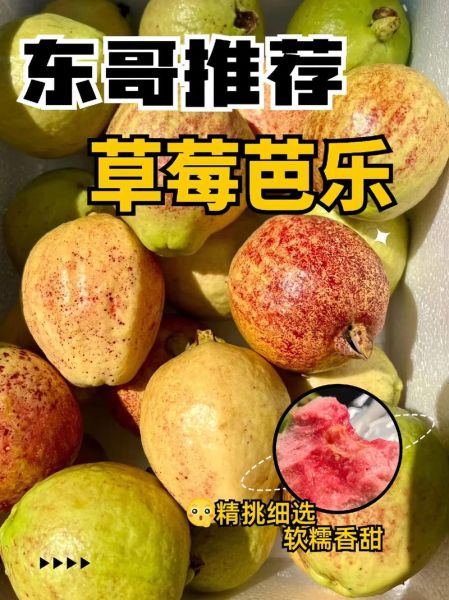 芭乐草莓榴莲哪个热量高_孕妇能吃吗-第1张图片-山城妙识 芭乐草莓榴莲哪个热量高_孕妇能吃吗-第1张图片-山城妙识