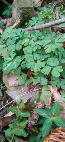 紫背天葵子是什么_紫背天葵子的功效与作用-第3张图片-山城妙识 紫背天葵子是什么_紫背天葵子的功效与作用-第3张图片-山城妙识