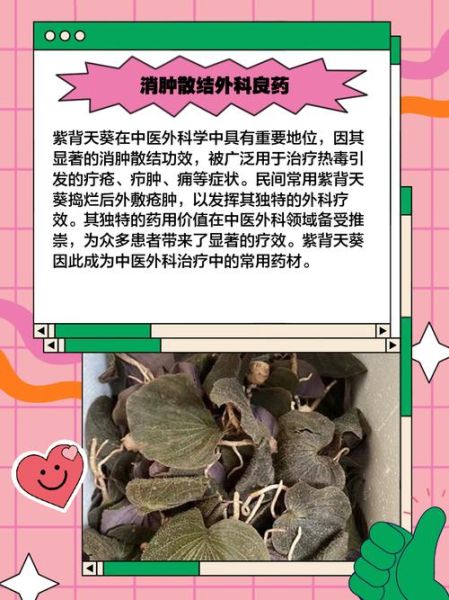 紫背天葵子是什么_紫背天葵子的功效与作用-第2张图片-山城妙识 紫背天葵子是什么_紫背天葵子的功效与作用-第2张图片-山城妙识