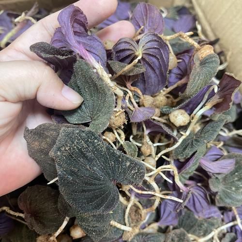 紫背天葵子是什么_紫背天葵子的功效与作用-第1张图片-山城妙识 紫背天葵子是什么_紫背天葵子的功效与作用-第1张图片-山城妙识