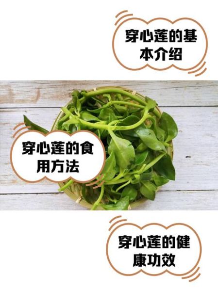 穿心莲蔬菜的功效与作用_穿心莲蔬菜怎么做好吃-第1张图片-山城妙识