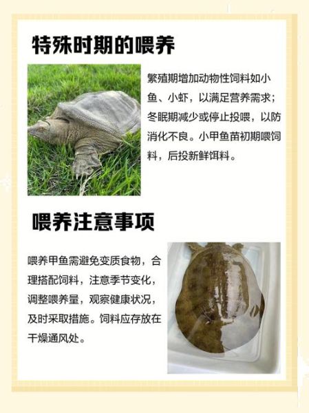家养甲鱼吃什么食物_甲鱼饲料怎么选-第3张图片-山城妙识 家养甲鱼吃什么食物_甲鱼饲料怎么选-第3张图片-山城妙识
