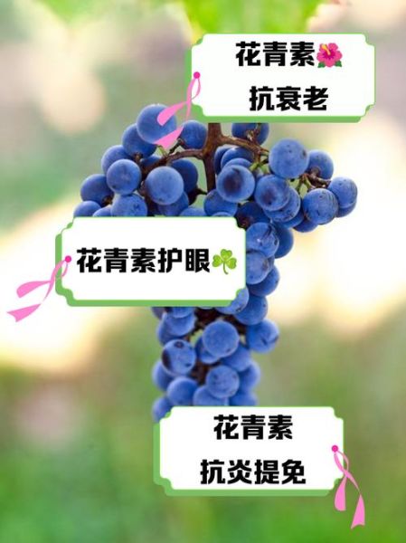 花青素的功效与作用_花青素对皮肤的好处-第1张图片-山城妙识 花青素的功效与作用_花青素对皮肤的好处-第1张图片-山城妙识