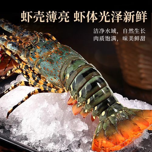 小青龙是什么龙虾_小青龙和波士顿龙虾区别-第1张图片-山城妙识 小青龙是什么龙虾_小青龙和波士顿龙虾区别-第1张图片-山城妙识