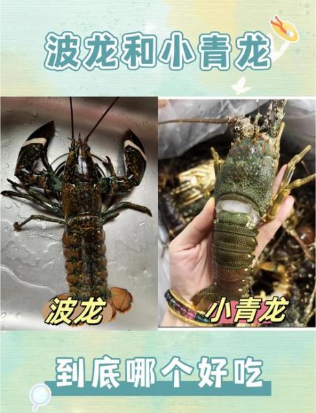 小青龙是什么龙虾_小青龙和波士顿龙虾区别-第2张图片-山城妙识 小青龙是什么龙虾_小青龙和波士顿龙虾区别-第2张图片-山城妙识