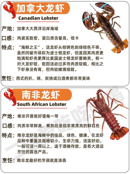 小青龙是什么龙虾_小青龙和波士顿龙虾区别-第3张图片-山城妙识 小青龙是什么龙虾_小青龙和波士顿龙虾区别-第3张图片-山城妙识