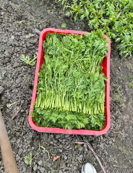 皇帝菜图片又名什么菜_皇帝菜和茼蒿的区别-第1张图片-山城妙识 皇帝菜图片又名什么菜_皇帝菜和茼蒿的区别-第1张图片-山城妙识