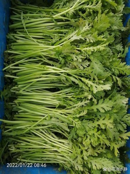 皇帝菜图片又名什么菜_皇帝菜和茼蒿的区别-第2张图片-山城妙识 皇帝菜图片又名什么菜_皇帝菜和茼蒿的区别-第2张图片-山城妙识