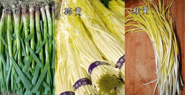 蒜黄和蒜苗的区别_蒜黄和蒜苗哪个更营养-第3张图片-山城妙识