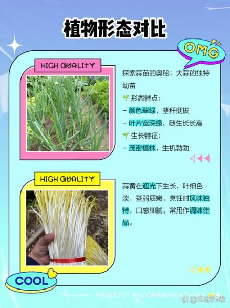 蒜黄和蒜苗的区别_蒜黄和蒜苗哪个更营养-第2张图片-山城妙识