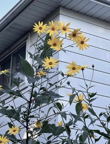 洋姜花图片长什么样_洋姜花有什么功效-第3张图片-山城妙识 洋姜花图片长什么样_洋姜花有什么功效-第3张图片-山城妙识