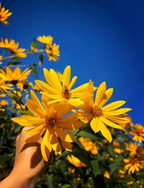 洋姜花图片长什么样_洋姜花有什么功效-第2张图片-山城妙识 洋姜花图片长什么样_洋姜花有什么功效-第2张图片-山城妙识