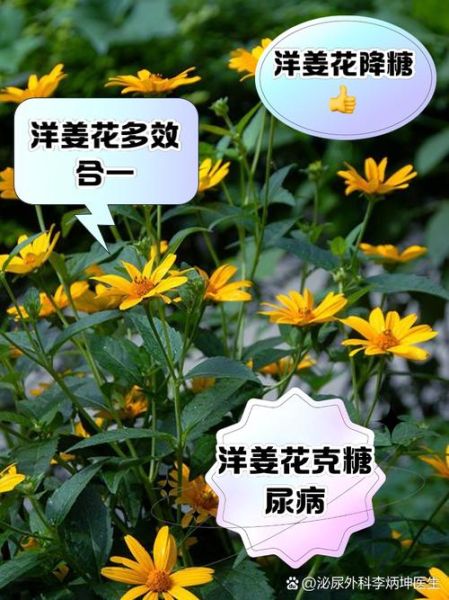 洋姜花图片长什么样_洋姜花有什么功效-第1张图片-山城妙识 洋姜花图片长什么样_洋姜花有什么功效-第1张图片-山城妙识