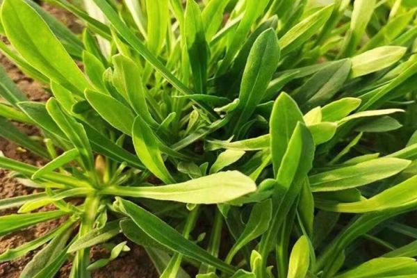 面条菜图片大全_面条菜长什么样-第2张图片-山城妙识 面条菜图片大全_面条菜长什么样-第2张图片-山城妙识