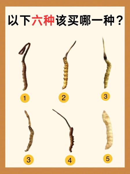 冬虫夏草是虫还是草_冬虫夏草的形成过程-第2张图片-山城妙识